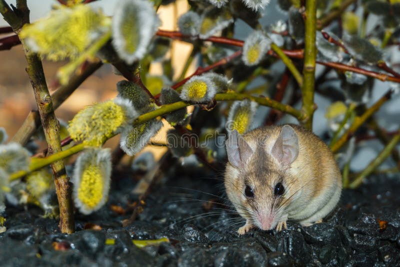 Cute Mouse among the Branches of Flowering Willow Stock Image - Image ...