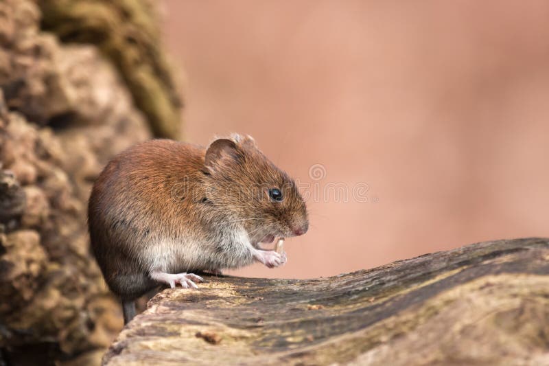 Cute Mouse Nibbling at a Sunflower Seed Stock Image - Image of rodent ...
