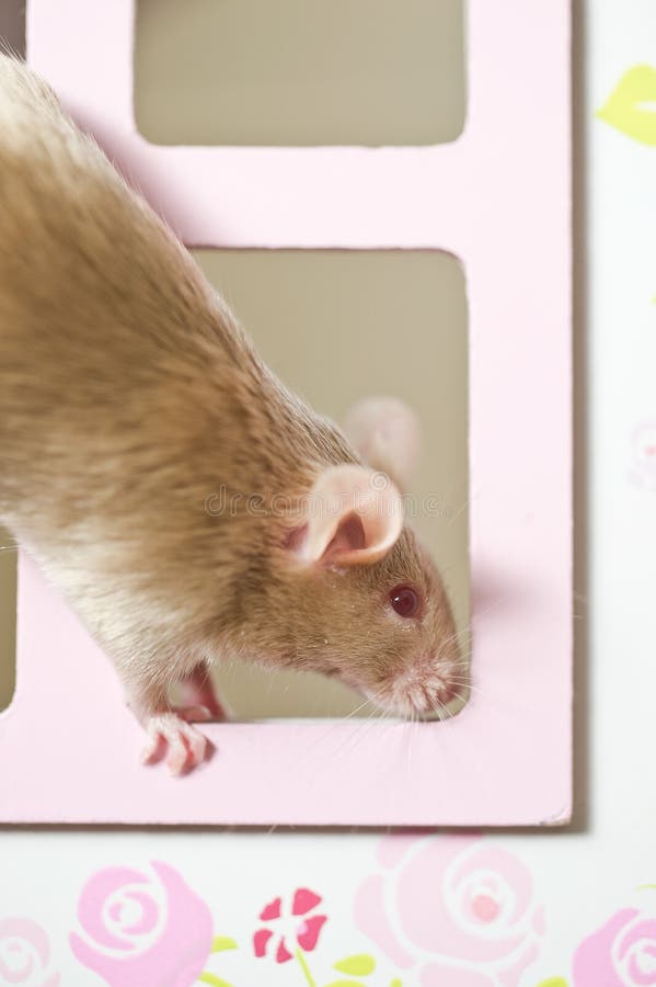 Cute Mouse Rat Rodent Looking Out of the Window Stock Image - Image of ...