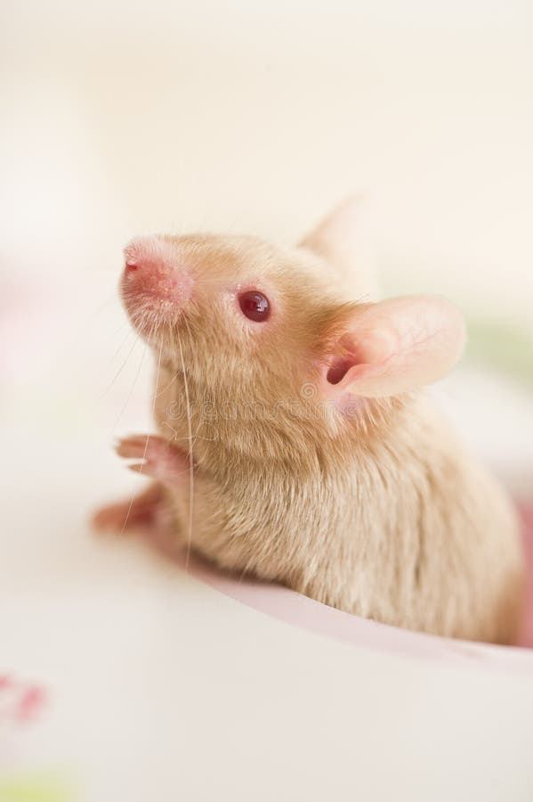 Mouse stock image. Image of furry, rodent, face, cute - 1138939