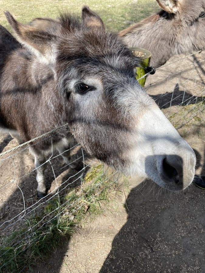 Cute mule stock image. Image of mixed, hoofed, mammal - 23922769