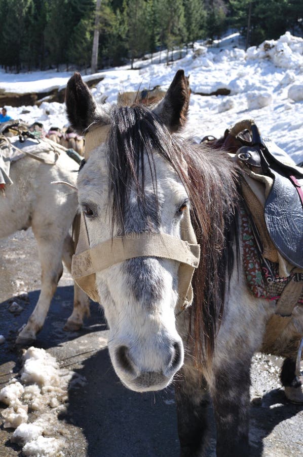 Cute mule stock image. Image of mixed, hoofed, mammal - 23922769