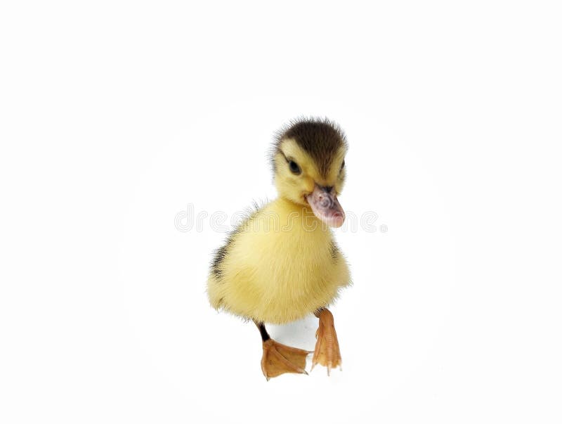 Cute Muscovy Duckling Isolated on White Background Stock Image - Image ...