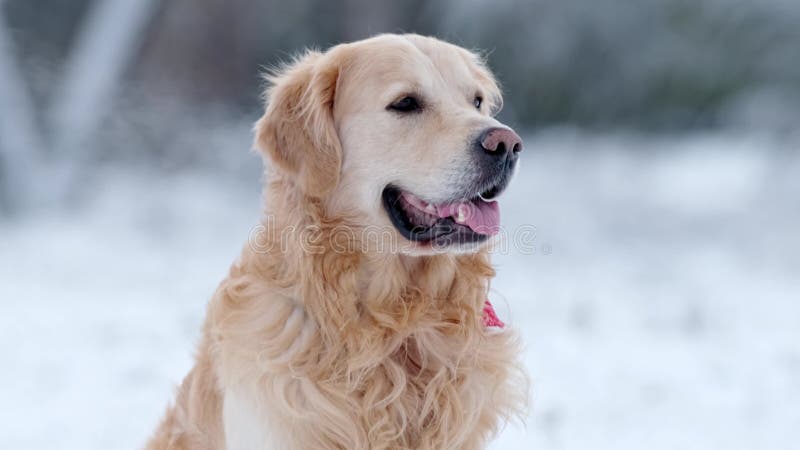 Cute Muzzle of Adorable Young Golden Retriever in Winter Stock Video ...