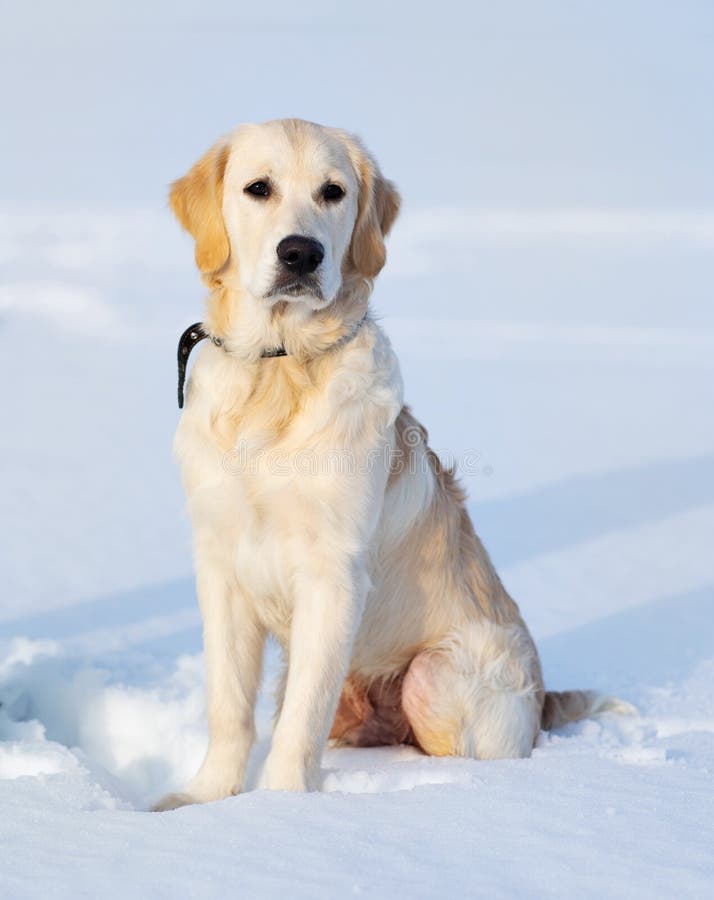 Nice Muzzle of Golden Retriever Stock Image - Image of retriever, funny ...