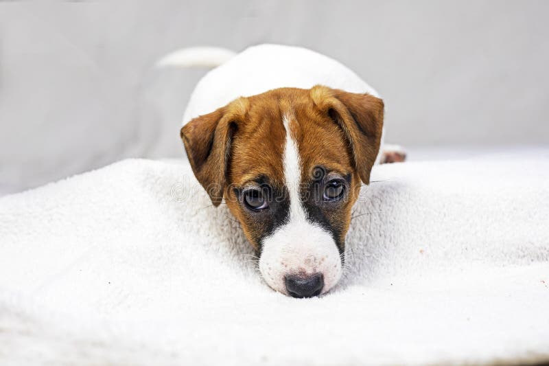 Cute Muzzle of a Little Jack Russell Puppy on the Sofa. Stock Photo ...