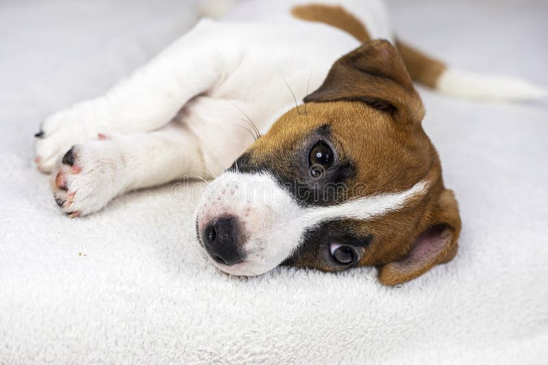 Cute Muzzle of a Little Jack Russell Puppy on the Sofa. Stock Photo ...
