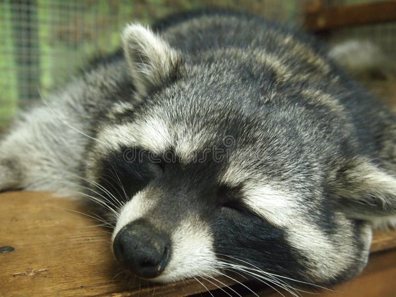 Sleeping raccoon stock image. Image of wild, raccoon - 13189933