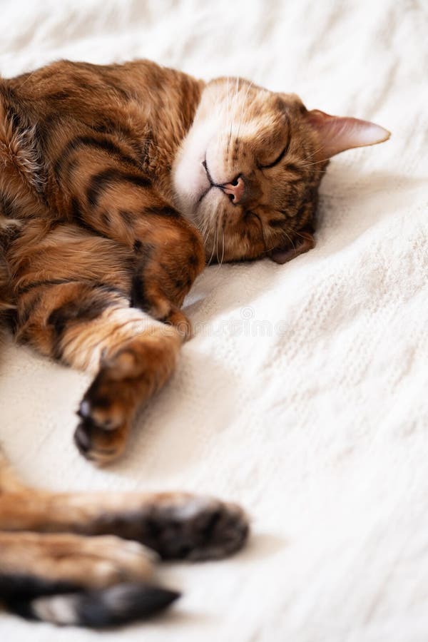 Cute Napping Bengal Cat in Bed Stock Image - Image of comfortable, cozy ...