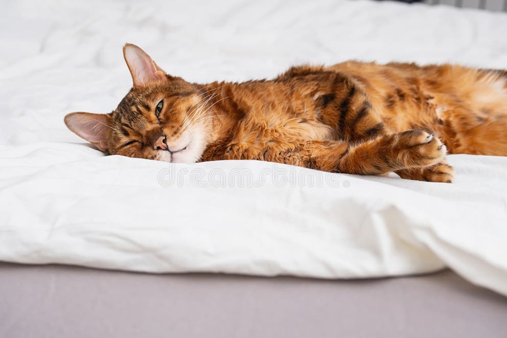 Cute napping cat on a bed stock photo. Image of home - 356144662
