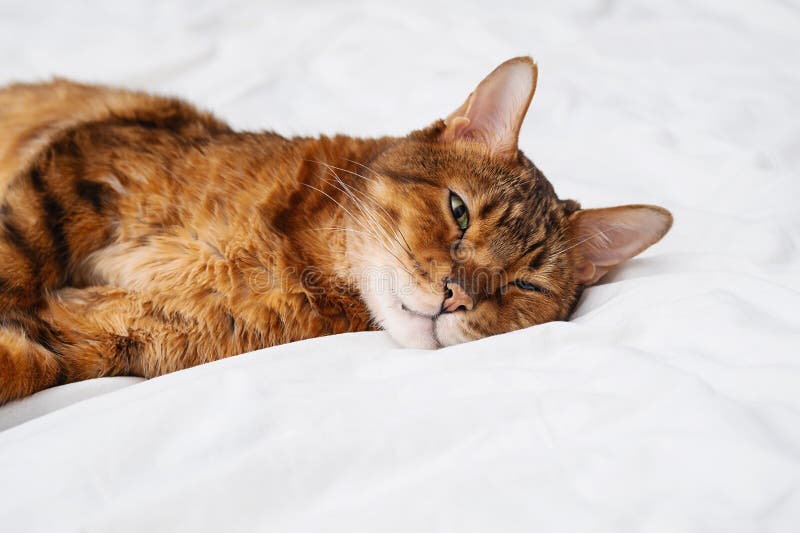 Cute napping cat on a bed stock photo. Image of cuddle - 356144690