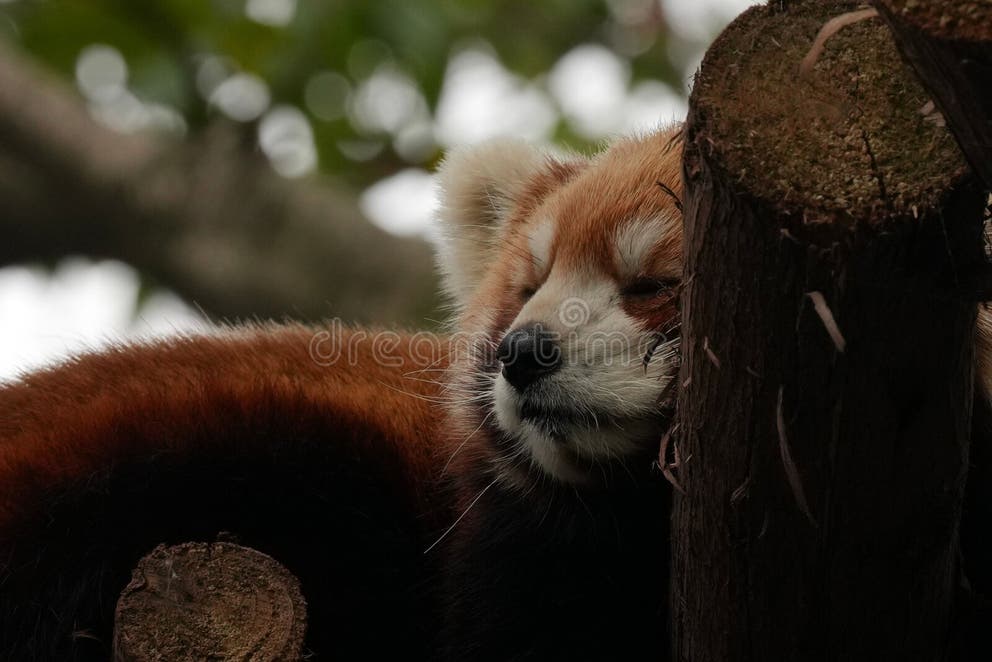 A cute napping red panda stock photo. Image of tranquil - 326139454