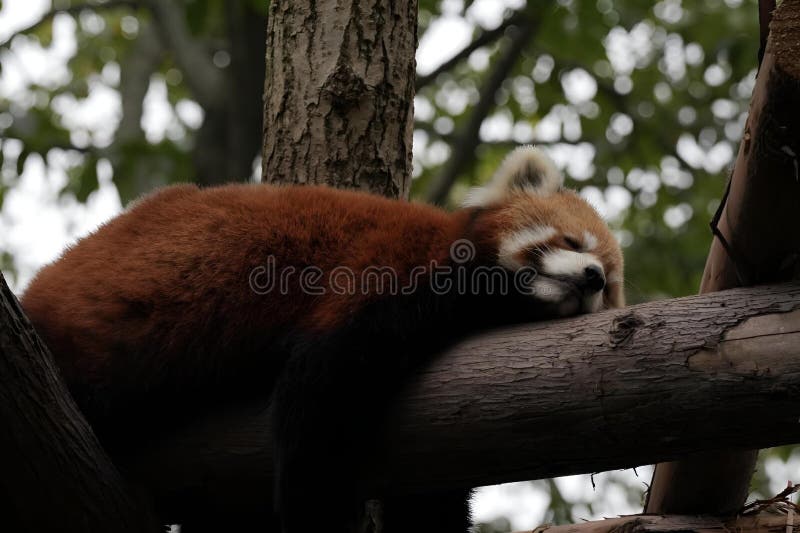 A cute napping red panda stock photo. Image of animals - 326139480