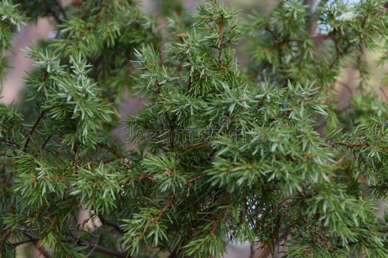The Cute Needles of a Juniper Stock Photo - Image of conifer, tree ...