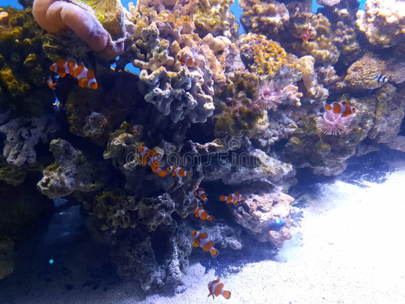 Cute nemo fish with coral stock photo. Image of cute - 265407844