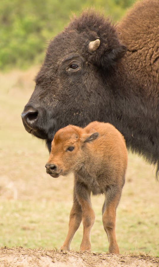 A Cute Newborn Bison Calf in the Meadow Stock Image - Image of sheep ...