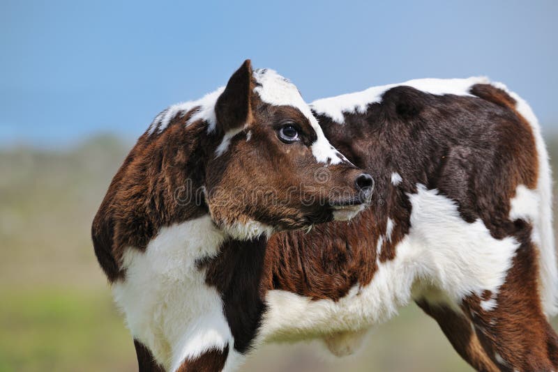 Cute Newborn Calf in Spring Outside Stock Photo - Image of offspring ...