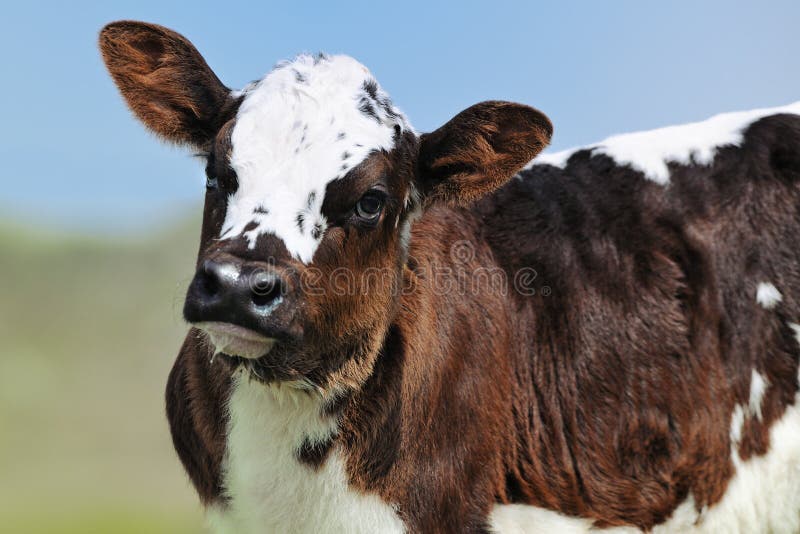 Cute Newborn Calf in Spring Outside Stock Photo - Image of offspring ...