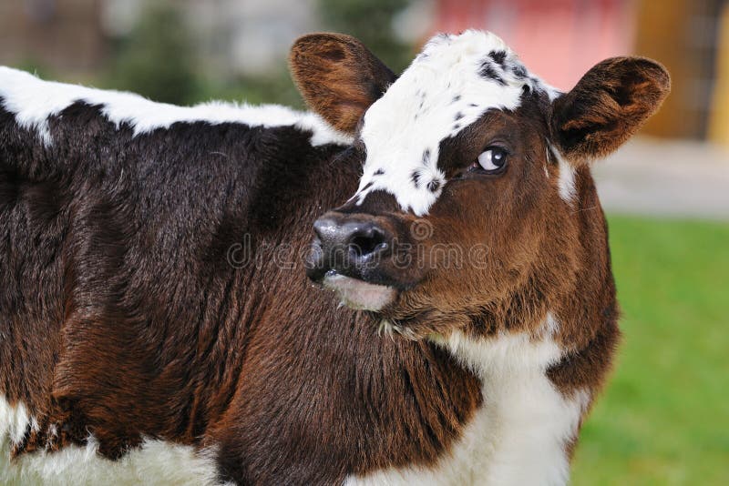Cute Newborn Calf in Spring Outside Stock Image - Image of bull ...