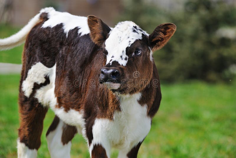 Cute Newborn Calf in Spring Outside Stock Photo - Image of dairy, black ...