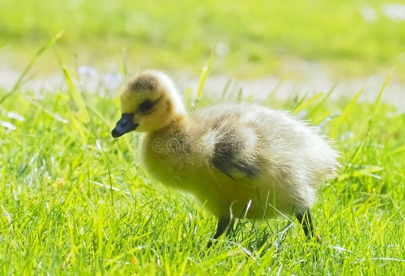 Cute Newborn Chick of a Canada Goose on a Meadow Stock Photo - Image of ...