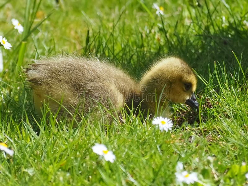 Cute Newborn Chick of a Canada Goose on a Meadow Stock Image - Image of ...