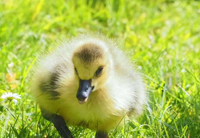 Cute Newborn Chick of a Canada Goose on a Meadow Stock Image - Image of ...