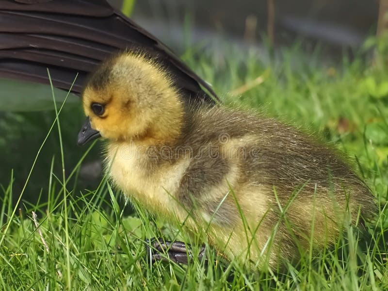 Cute Newborn Chick of a Canada Goose on a Meadow Stock Photo - Image of ...