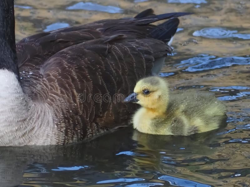 Cute Newborn Chick of a Canada Goose Swimming in a Lake Stock Image ...
