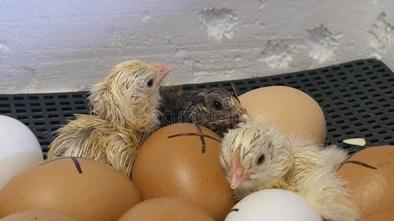 Cute Newborn Chicks Hatched from Eggs in an Incubator Stock Footage ...