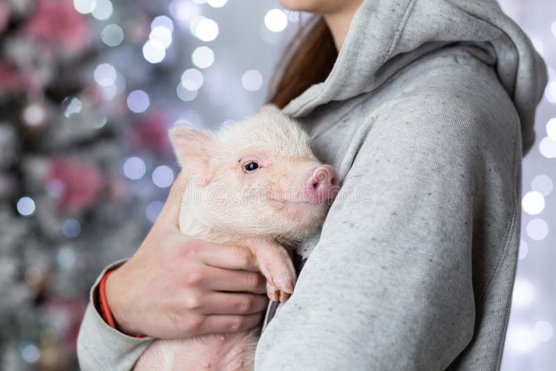Cute Newborn Cub of Mini Pig Stock Photo - Image of human, little ...