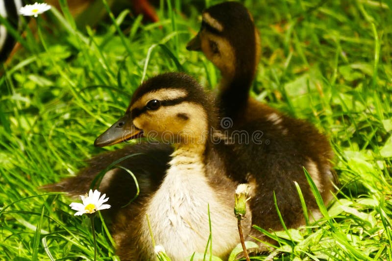 Cute Newborn Ducks Playing in the Green Grass in Meadow Stock Photo ...