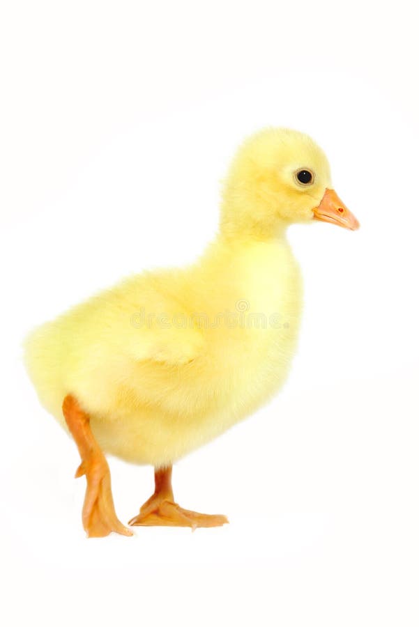 Newborn Gosling Exploring the Fascinating New World Stock Photo - Image ... Newborn Gosling Exploring the Fascinating New World Stock Photo - Image ...