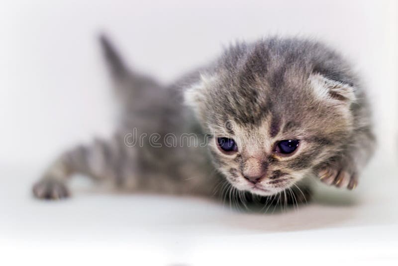 A Cute Newborn Grey Kitten Cat Stock Photo - Image of newborn, cute ...