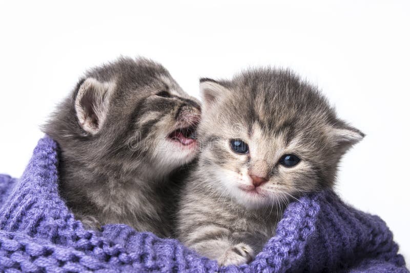 Two newborn kittens stock photo. Image of cats, pets, friendly - 2405604