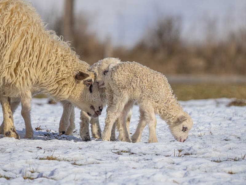 Spring farm animals stock photo. Image of cape, life - 16633520