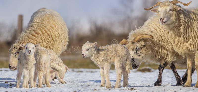 Spring farm animals stock photo. Image of cape, life - 16633520