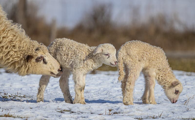 Spring farm animals stock photo. Image of cape, life - 16633520