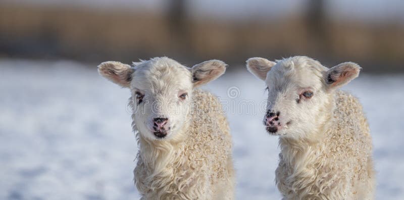 Spring farm animals stock photo. Image of cape, life - 16633520