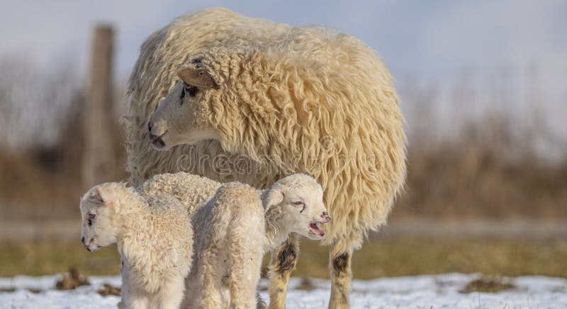 Spring farm animals stock photo. Image of cape, life - 16633520