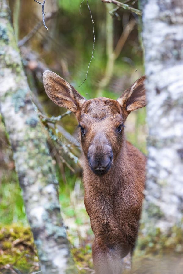 Newborn Moose Calf Feeding on Grass Alaska Wilderness Stock Image ...