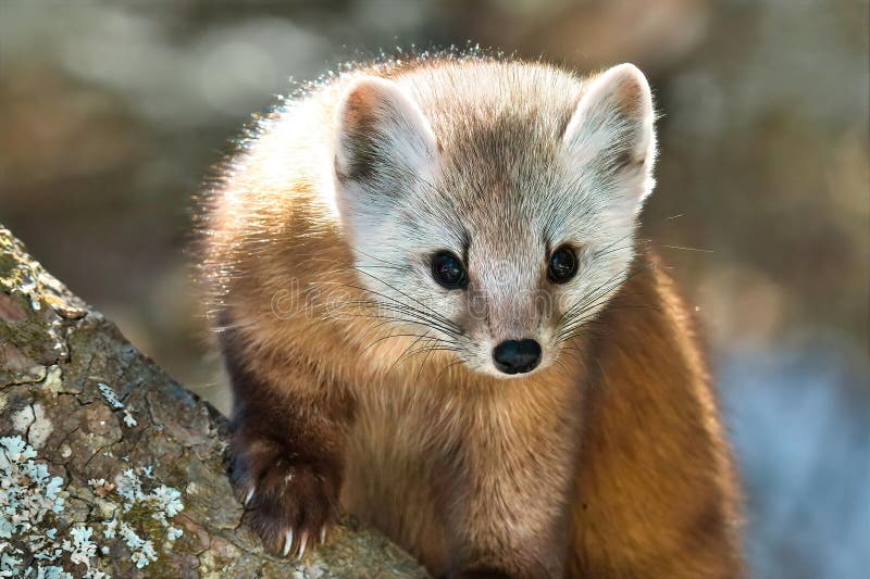 Newfoundland Marten Stock Photos - Free & Royalty-Free Stock Photos ...