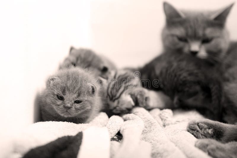 Cute newly born kitten stock photo. Image of pedigree - 55082860