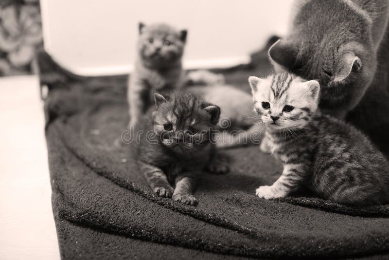 Cute newly born kitten stock image. Image of kitten, hugging - 80580743