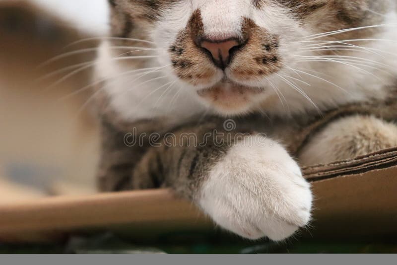 Cat stock image. Image of lovely, cute, animal - 113604937