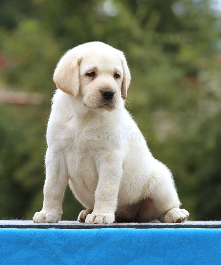 The Cute Nice Sweet Labrador Puppy On A Blue Background Stock Image ...
