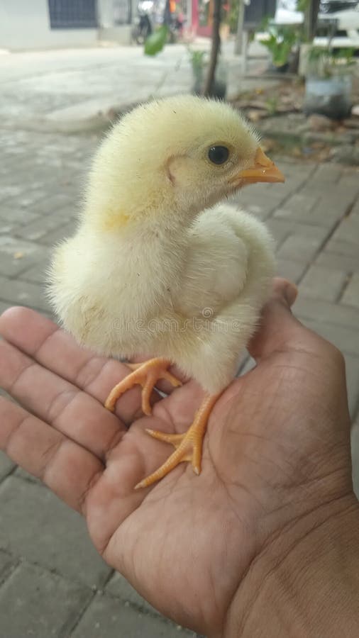 Cute and Nice Little Chicken Stock Photo - Image of nice, cute: 329970300