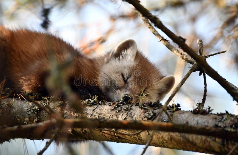 Cute Non Captive Pine Marten Sleeping in a Pine Tree Stock Image ...