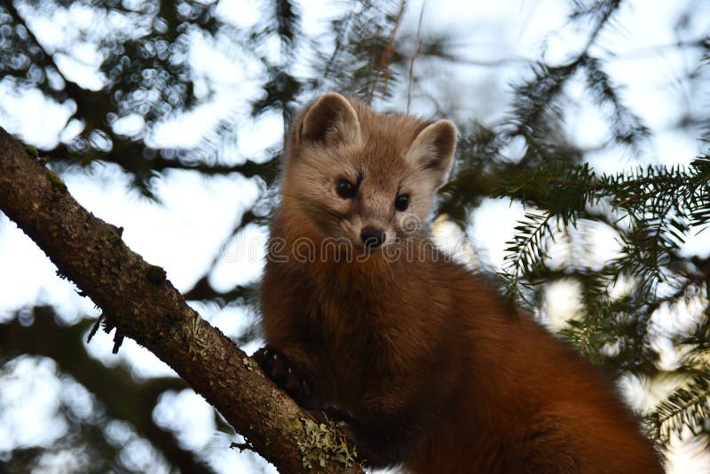 Cute Non Captive Pine Marten Awakes from Sleeping in a Pine Tree Stock ...