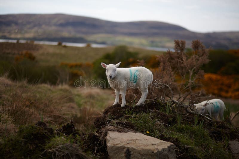 Cute North Country Cheviot Sheep in a Meadow Stock Image - Image of ...